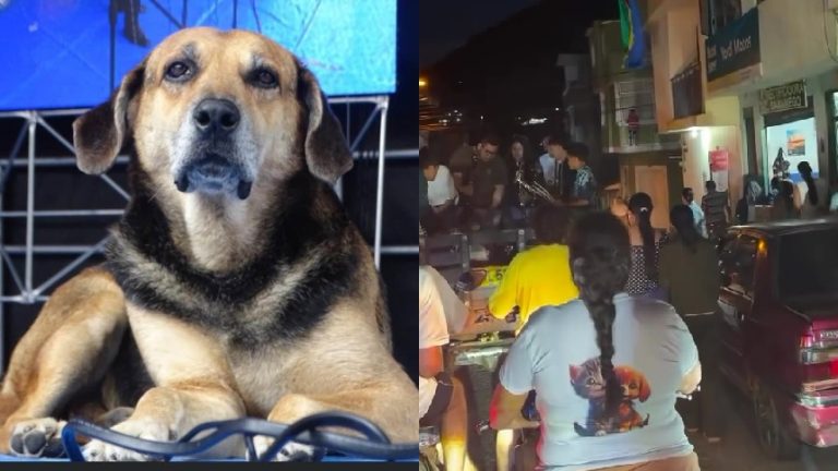 Falleció perrito muy querido en un pueblo de Colombia y le dieron el ...